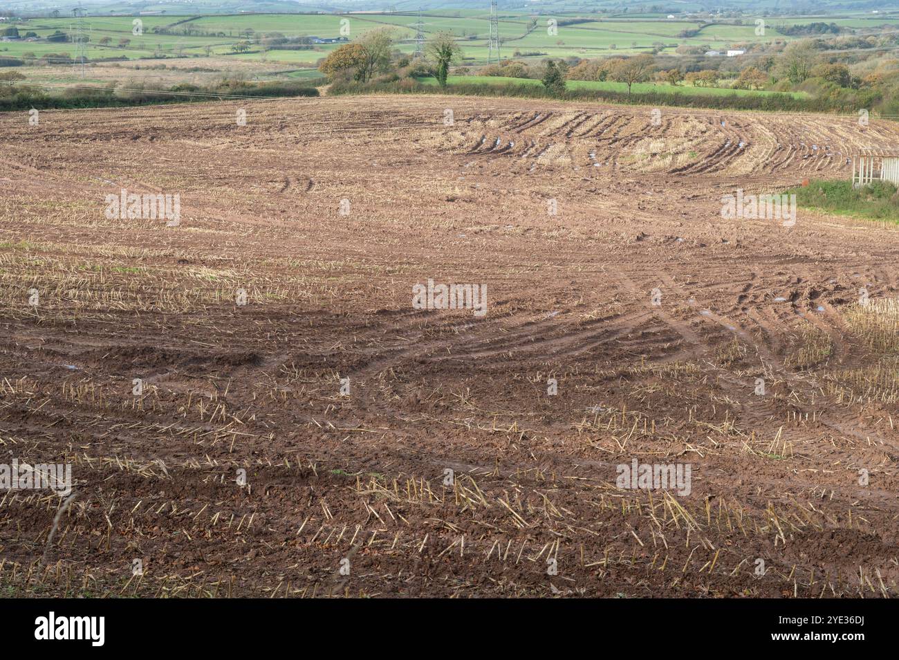 Harvested maize field with deep tractor ruts in mud. Carmarthenshire ...