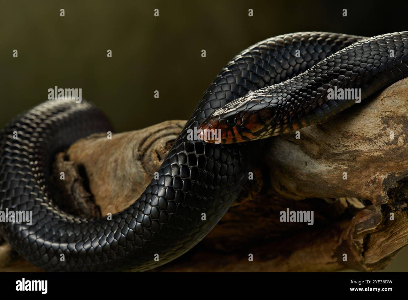 A snake is coiled in the shadows on a dark branch, its body barely ...