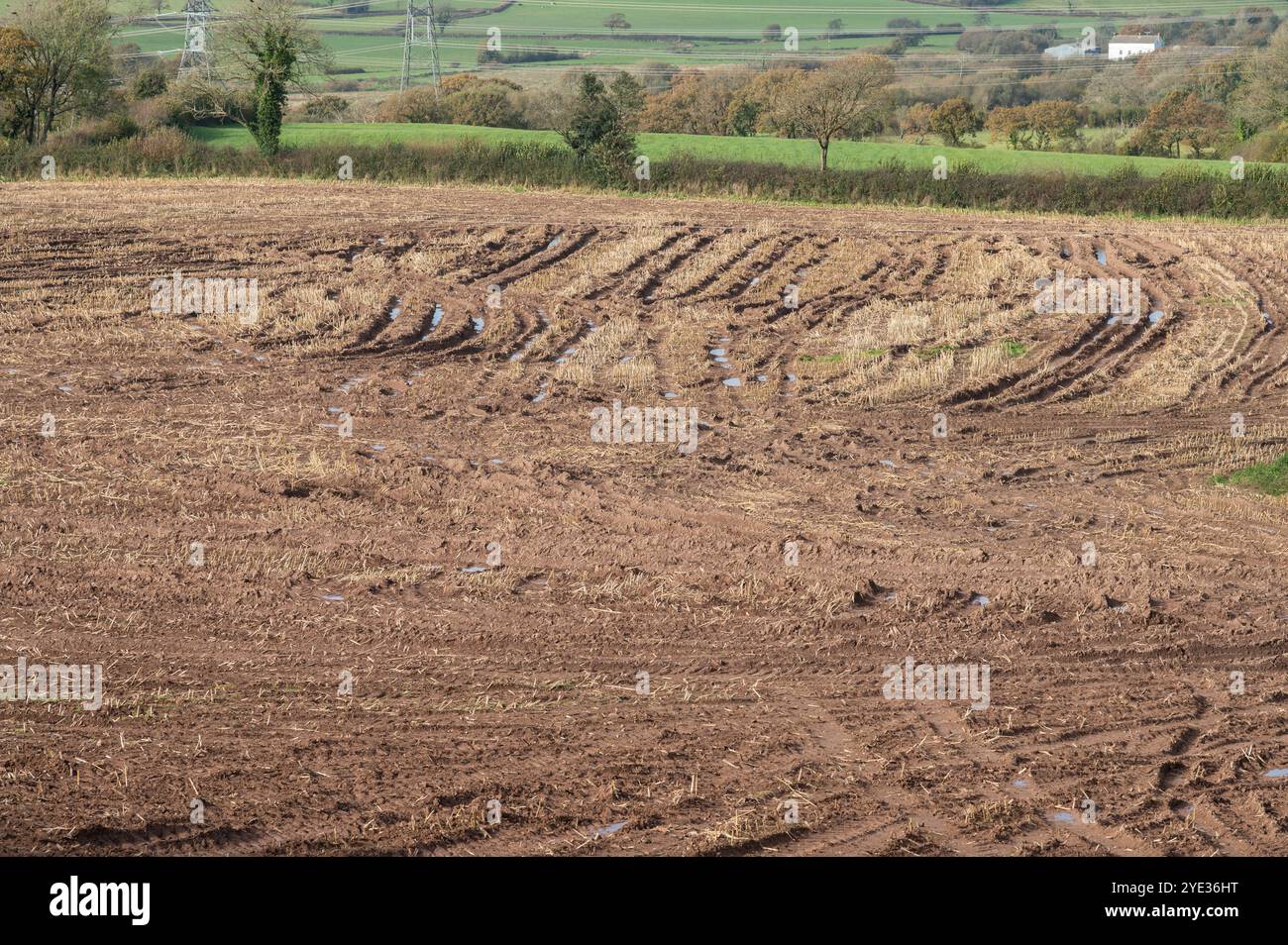 Harvested maize field with deep tractor ruts in mud. Carmarthenshire ...
