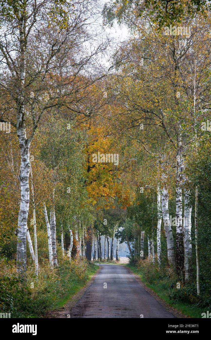 birch alley in the Emsdettener Venn nature reserve in the district of ...