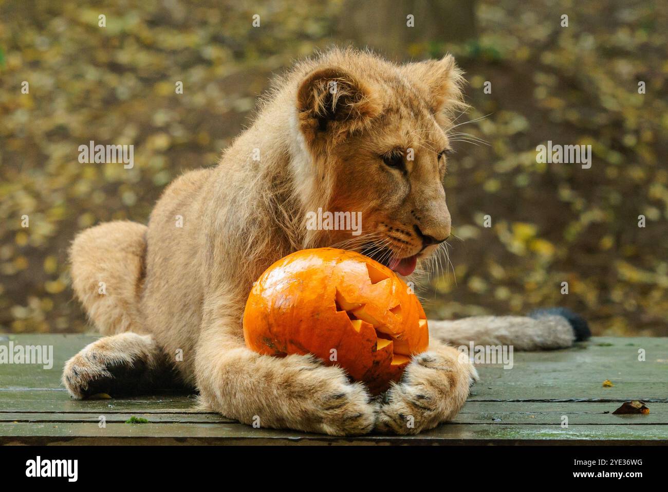 ZSL London Zoo, Regent’s Park, London, UK. 29th October 2024. Animals ...