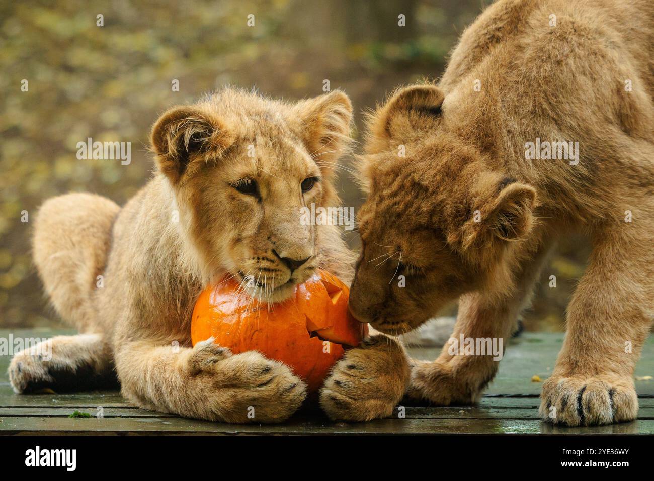 ZSL London Zoo, Regent’s Park, London, UK. 29th October 2024. Animals ...