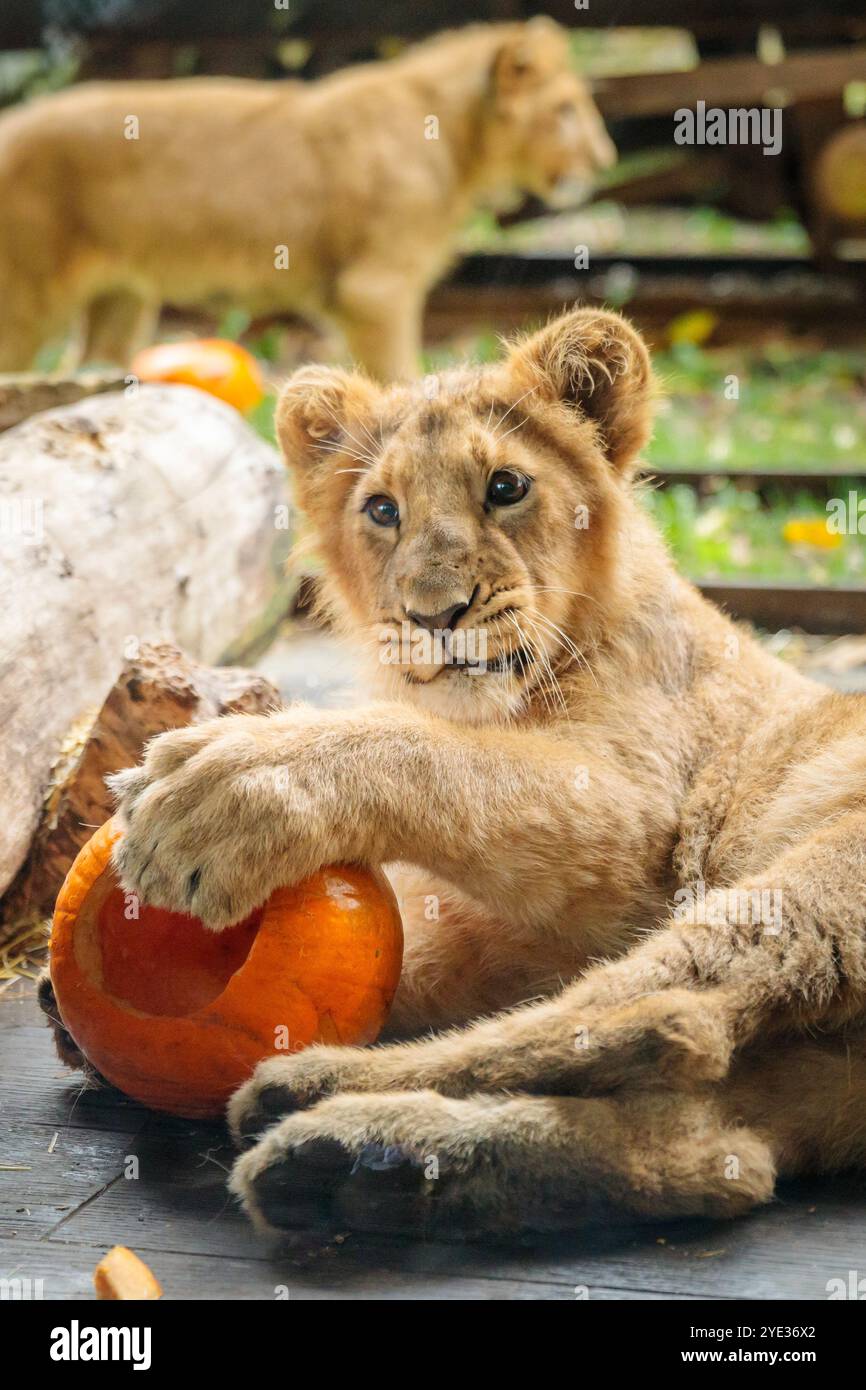 ZSL London Zoo, Regent’s Park, London, UK. 29th October 2024. Animals ...