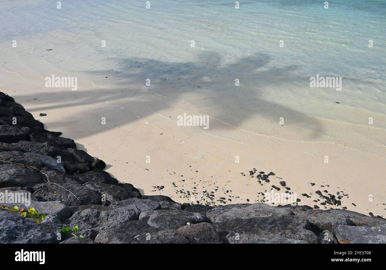 Gorgeous palm tree reflection in ocean water on Mauritius beach Stock ...