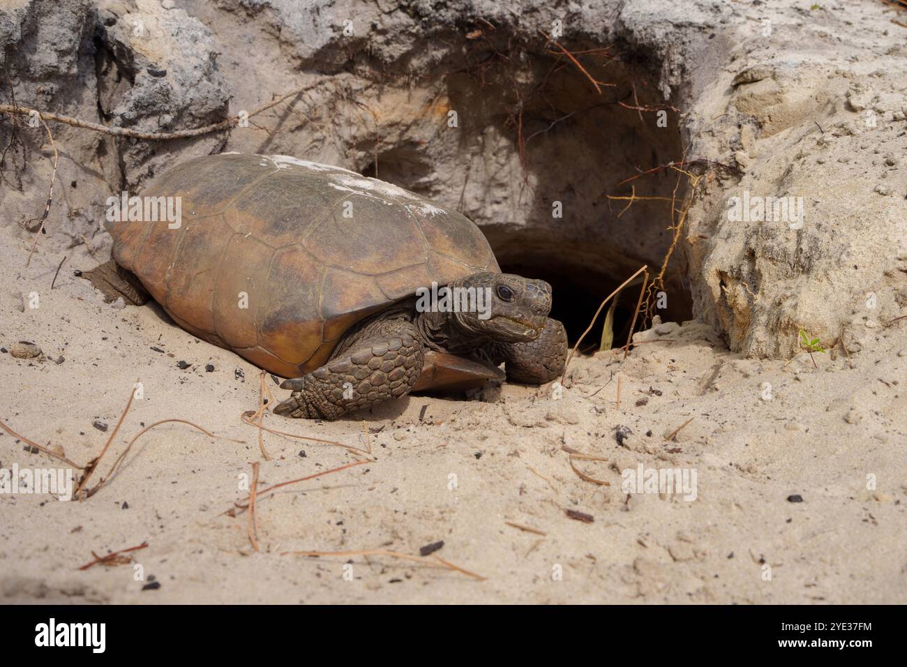 Gopher Tortoise by its den Stock Photo - Alamy