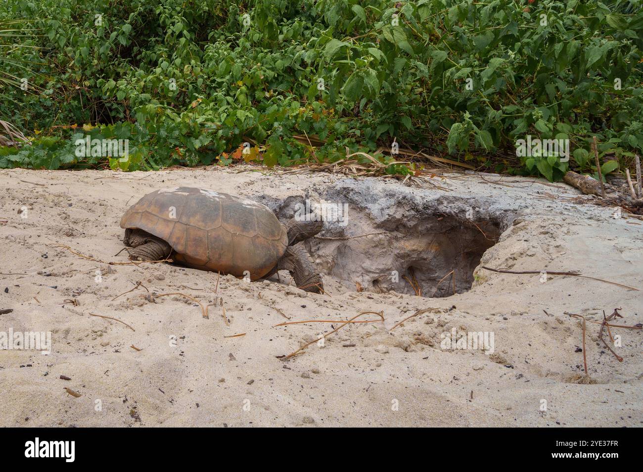 Gopher Tortoise going into its den Stock Photo - Alamy