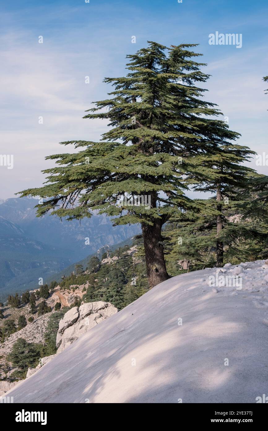 Snow slope tree hi-res stock photography and images - Alamy