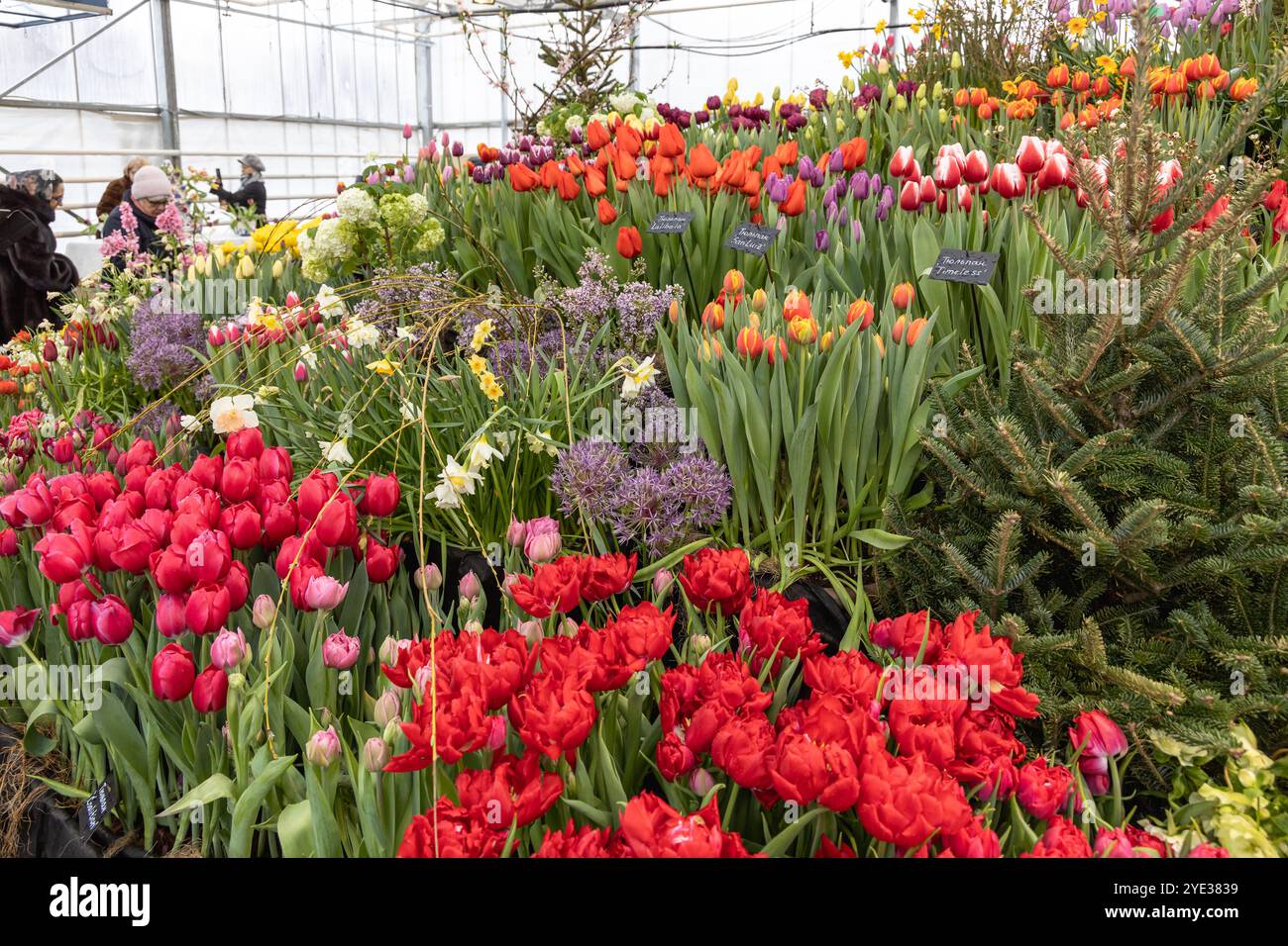 Moscow, Russia. Spring flowers on exhibition in the Botanic Gardens of ...