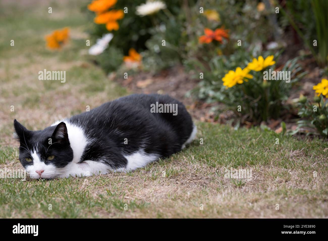 Family sad garden hi-res stock photography and images - Alamy