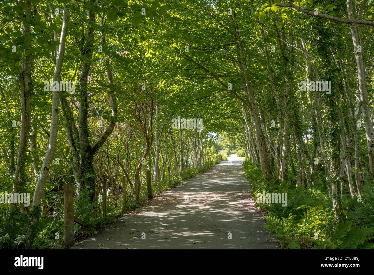 Summer tunnel tree at North Ledaig, Oban, Scotland Stock Photo - Alamy