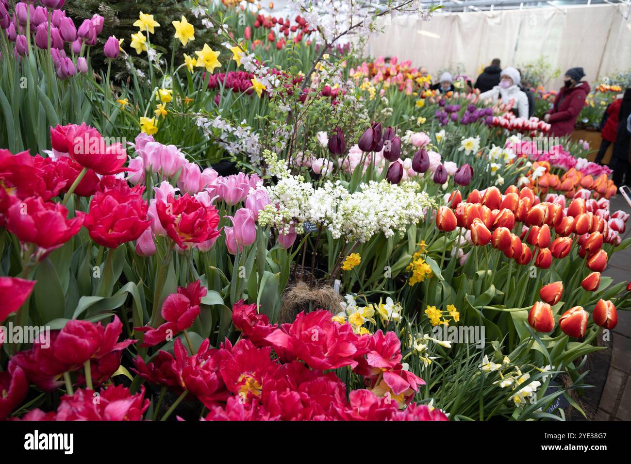 Spring flowers on exhibition in the Botanic Gardens of Moscow State ...