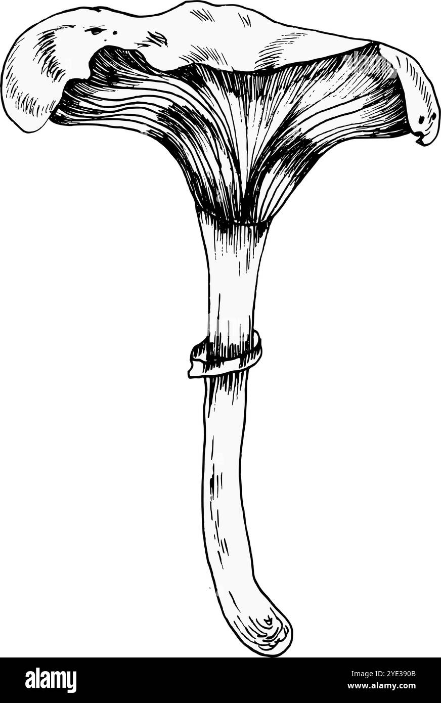 Forest mushroom ink graphics hand drawn illustration. Toadstool fungus ...