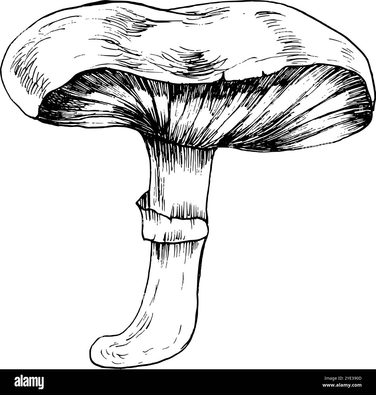 Doodle fungus natural vegetable Black and White Stock Photos & Images ...