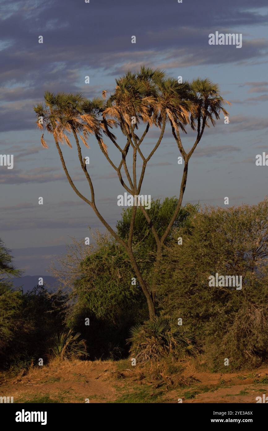 East african doum palm hyphaene compressa hi-res stock photography and ...