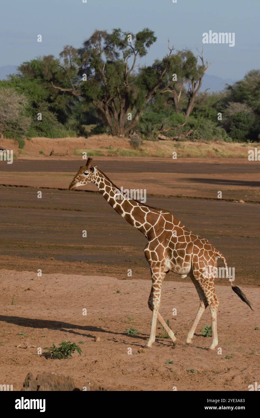 Reticulated giraffe (Giraffa reticulata) crossing the Ewaso Ng'iro in ...