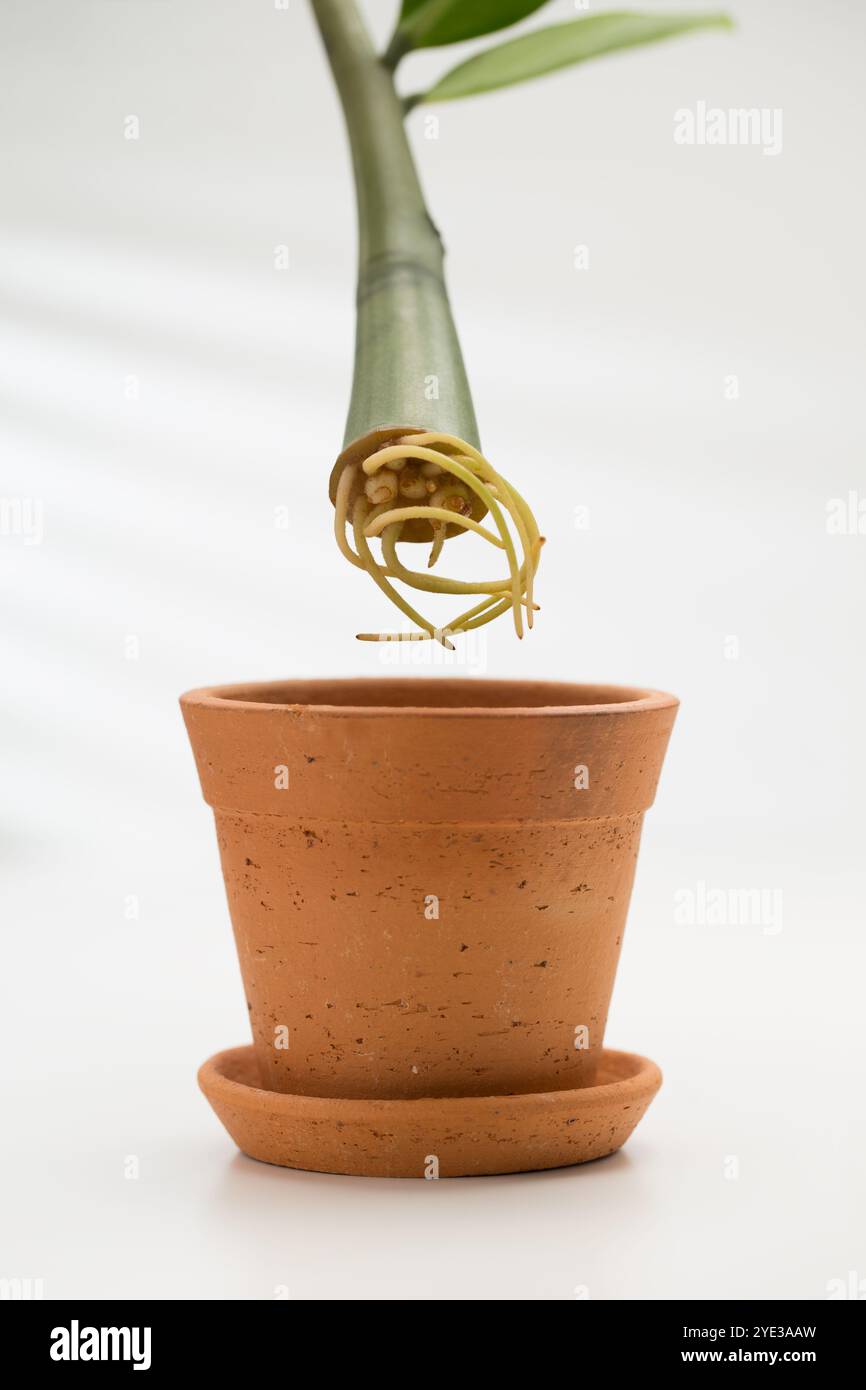 Watering base of plant hi-res stock photography and images - Alamy