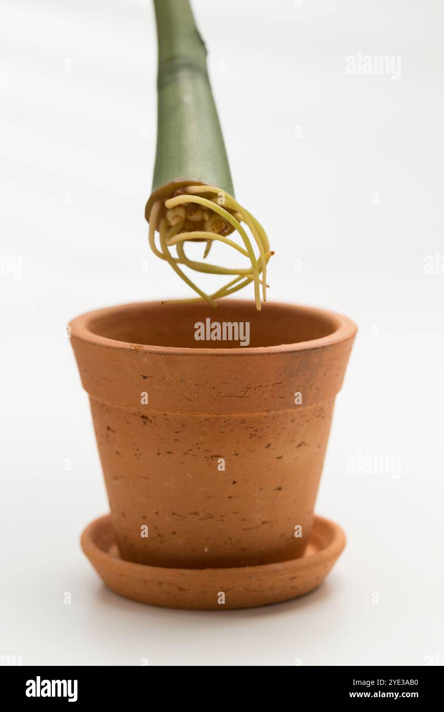 The image shows a branch of a Zz plant with visible roots being ...