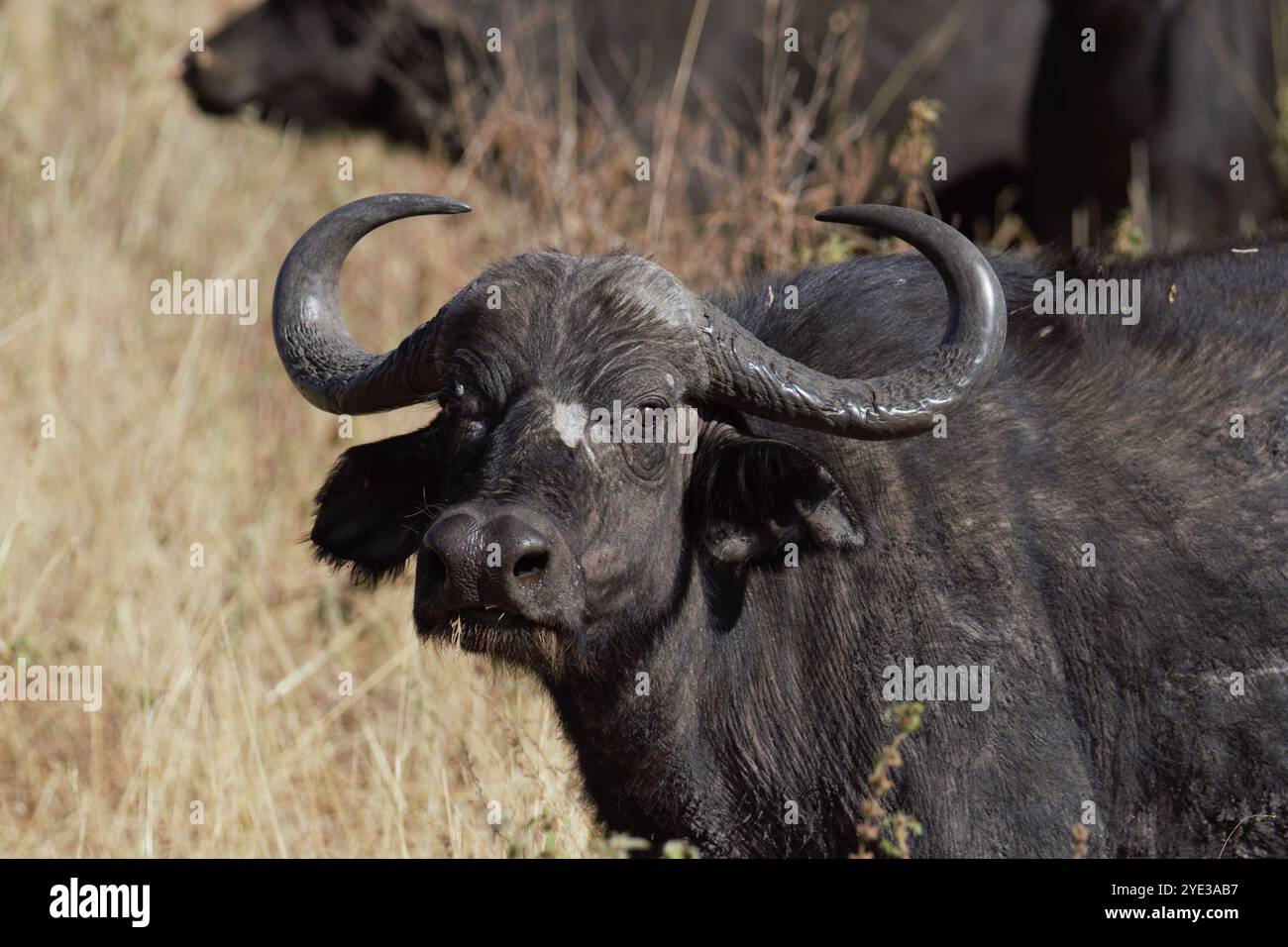 Cape buffalo (Syncerus caffer), Masai Mara National Reserve, Kenya ...