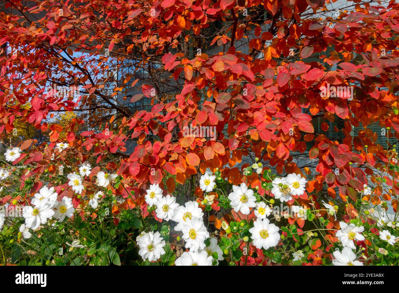Anemone leaves hi-res stock photography and images - Alamy