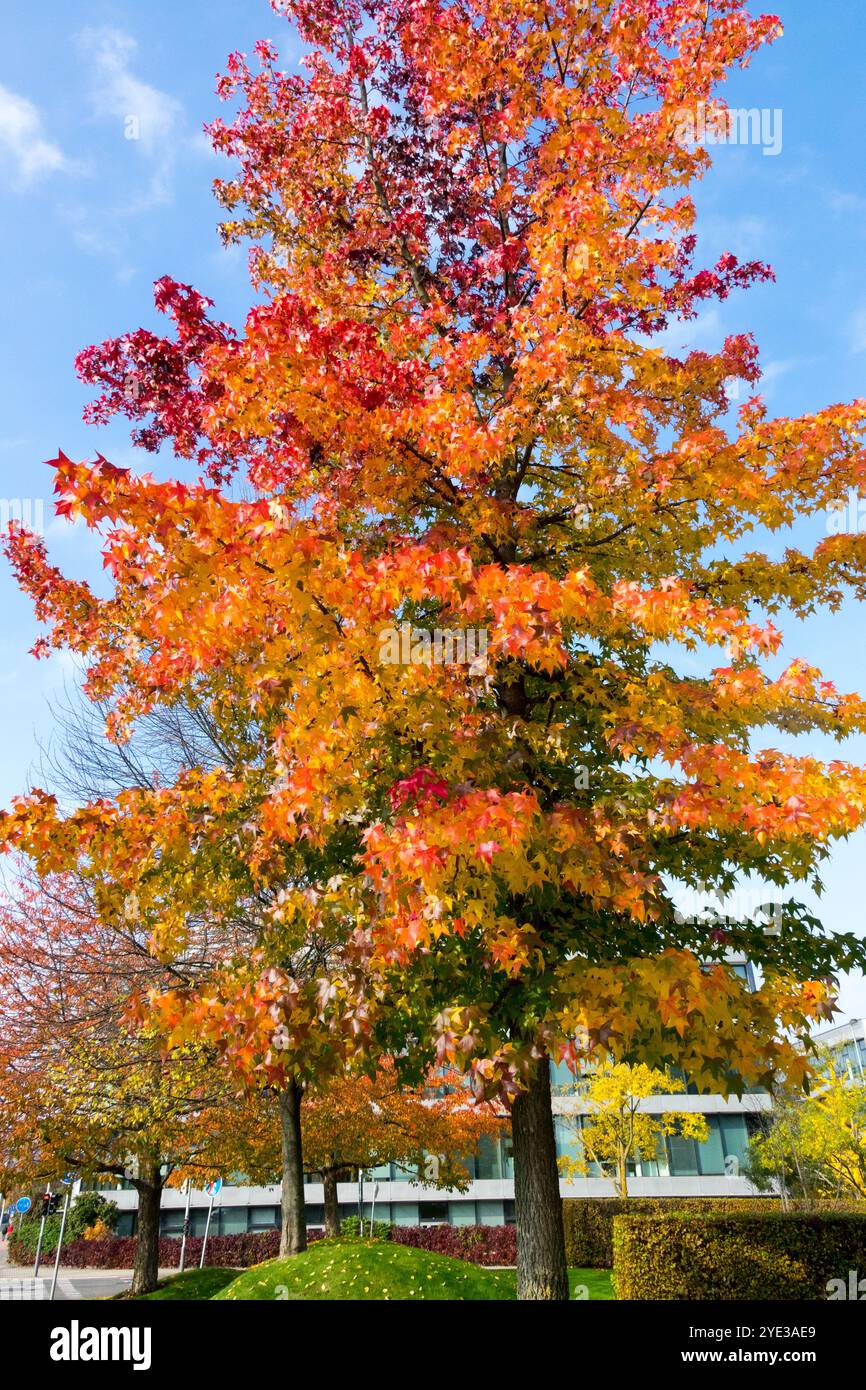 American Sweetgum Liquidambar styraciflua "Worplesdon" Deciduous Tree Autumn Colours Stock Photo ...