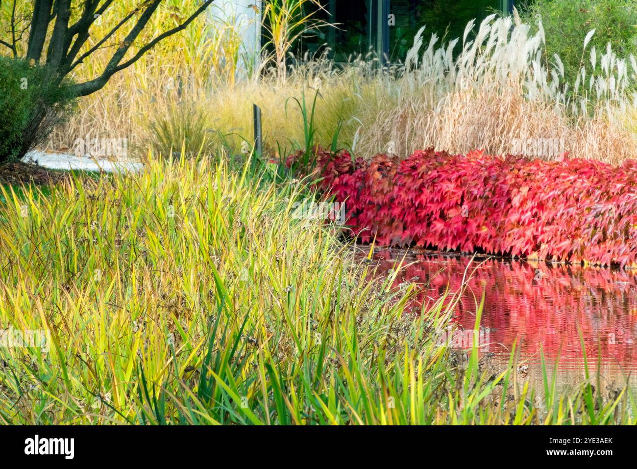 Autumn Color Boston Ivy, Parthenocissus tricuspidata, Grasses ...