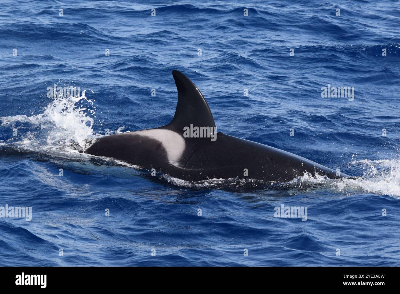 Killer whale (Orcinus orca) in the Strait of Gibraltar, dorsal fin and ...