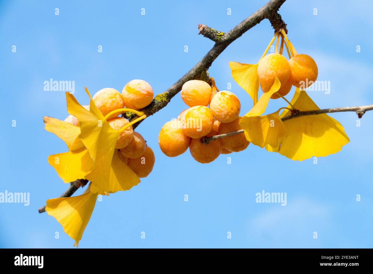 Ginkgo branch with leaves hi-res stock photography and images - Alamy
