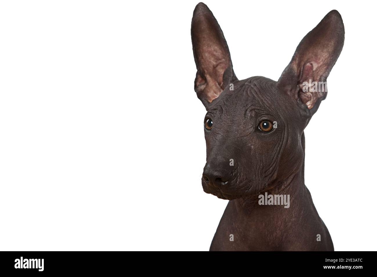 Portrait of Mexican xoloitzcuintle puppy against white background Stock ...
