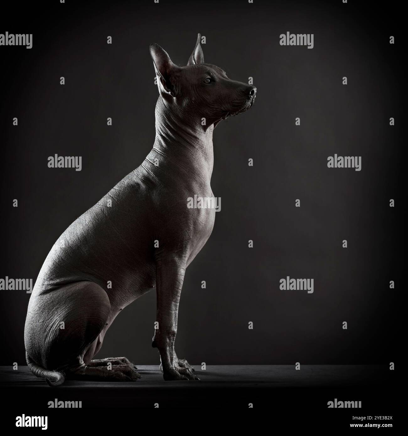 Mexican xoloitzcuintle dog on low key photo Stock Photo - Alamy