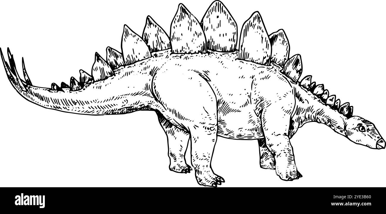 Stegosaurus - hand drawn realistic dinosaur illustration in black and ...