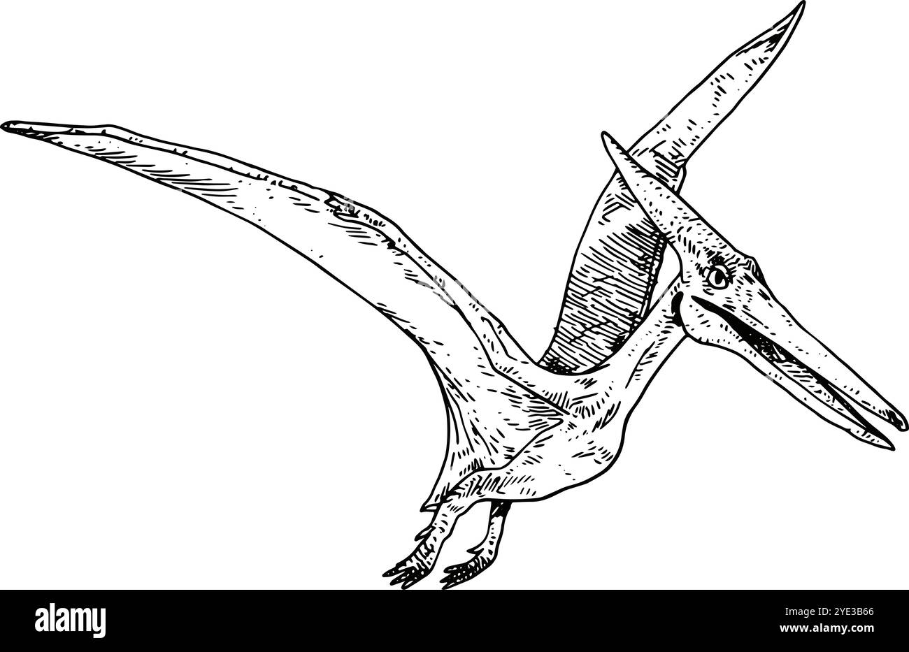 Pteranodon - hand drawn realistic pterosaur illustration in black and ...