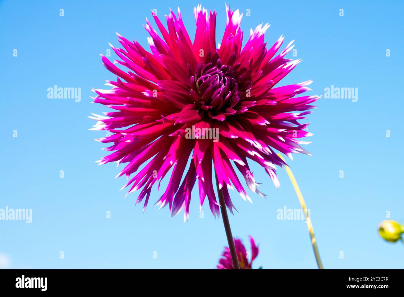 Purple flower white tips Dahlia "Alauna Clair-Obscure Stock Photo - Alamy
