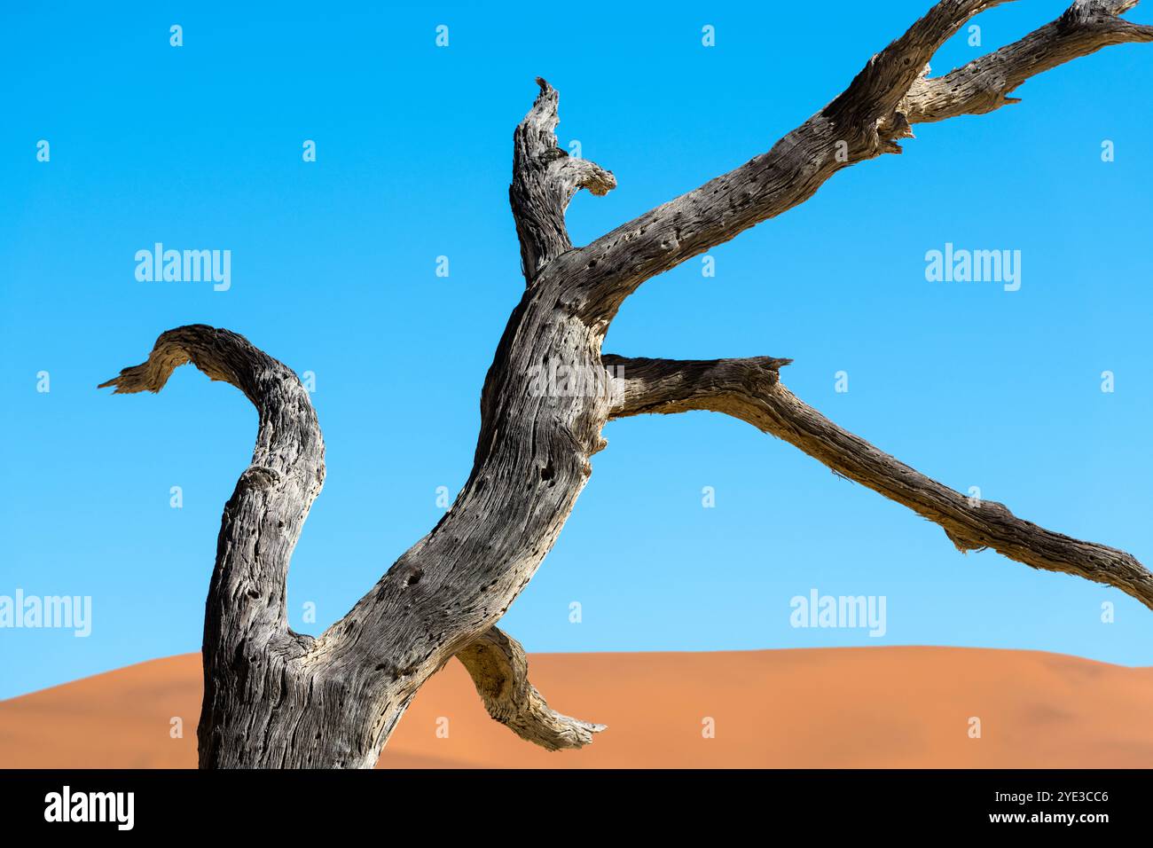 Camel thorn tree with dune in Deadvlei, in Namib-Naukluft National Park ...