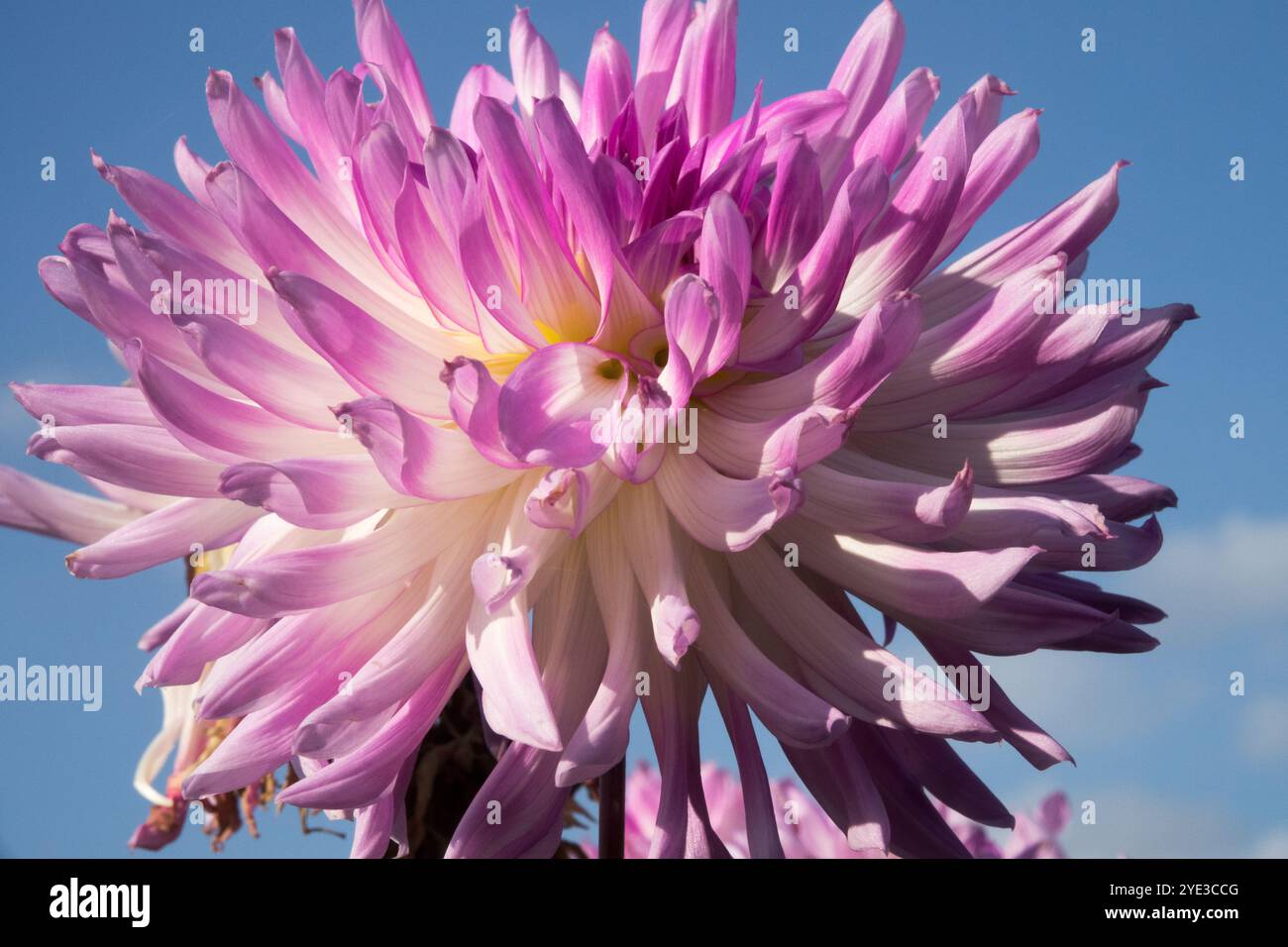 Bold pink color hi-res stock photography and images - Alamy