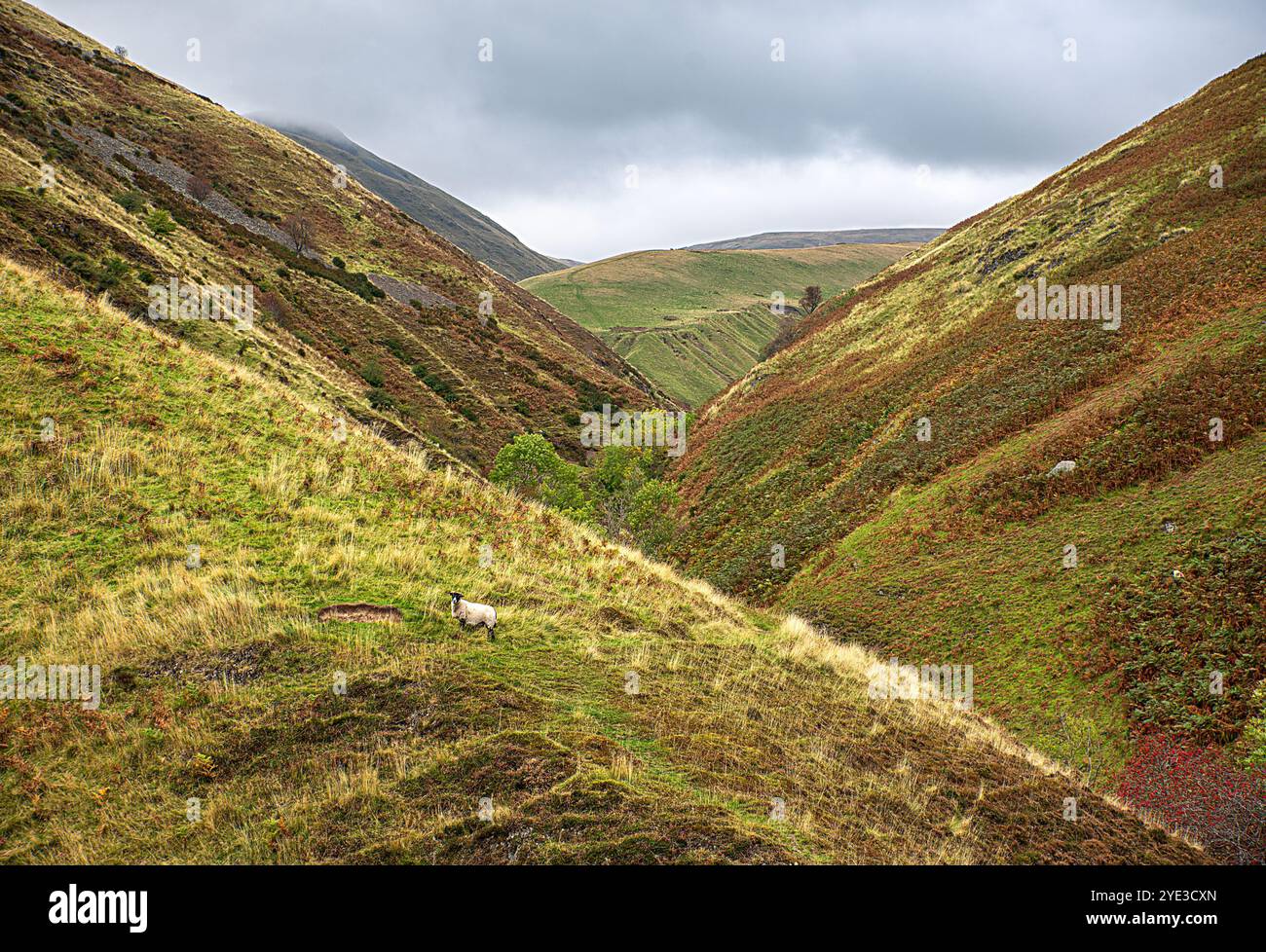 Landscape photography of valley Alva glen, Scotland, pasture ...