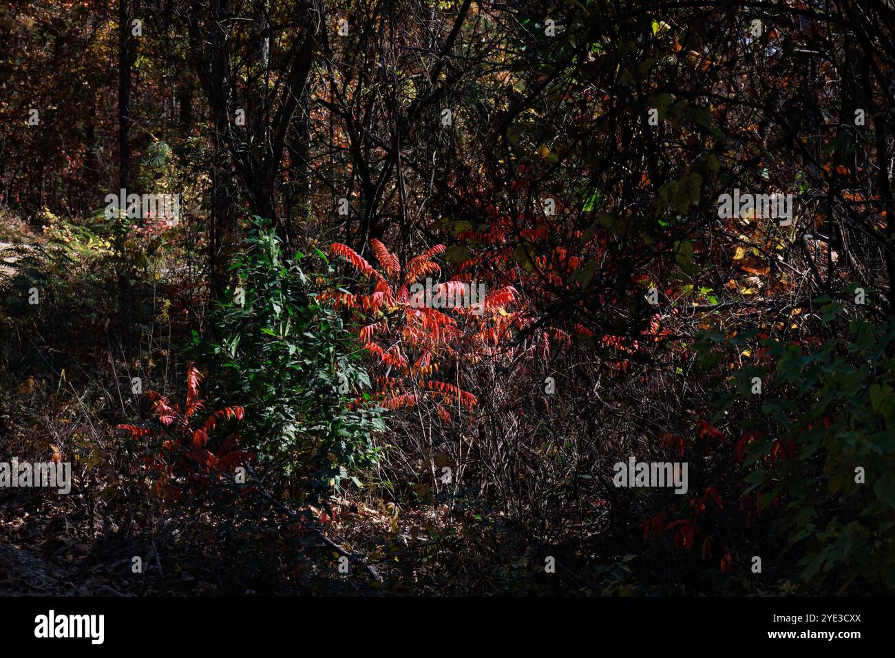 Red sumac leaves in the fall Stock Photo - Alamy