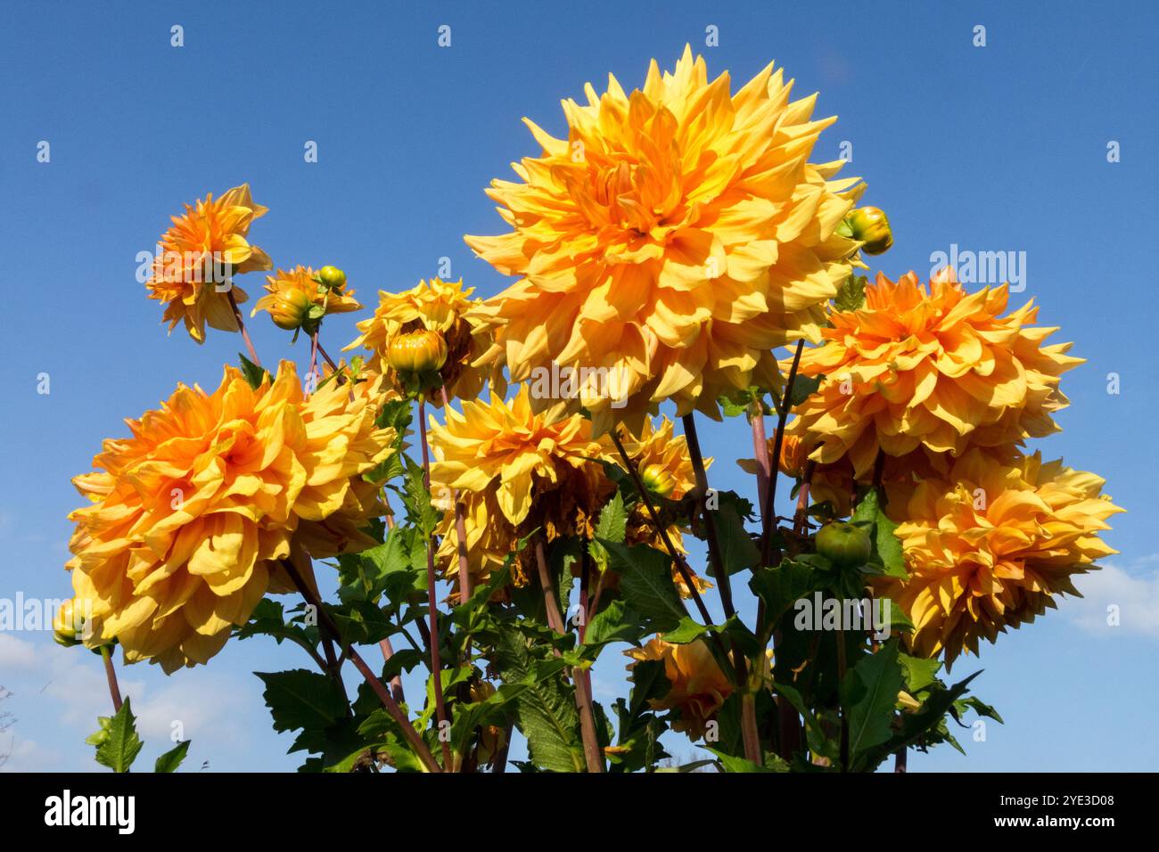 Orange Dahlias in October Garden Stock Photo - Alamy