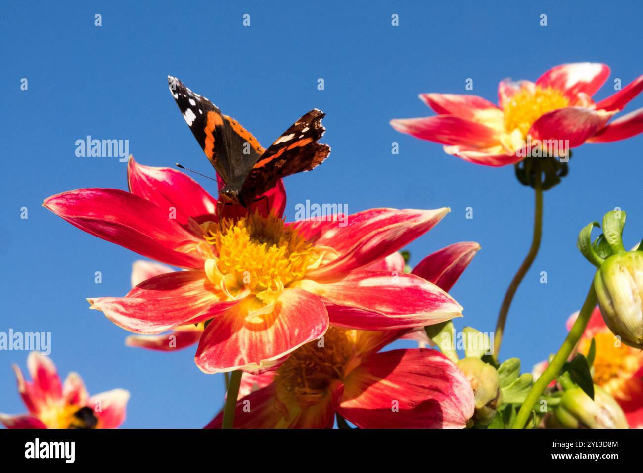 Beautiful red admiral butterfly vanessa hi-res stock photography and ...