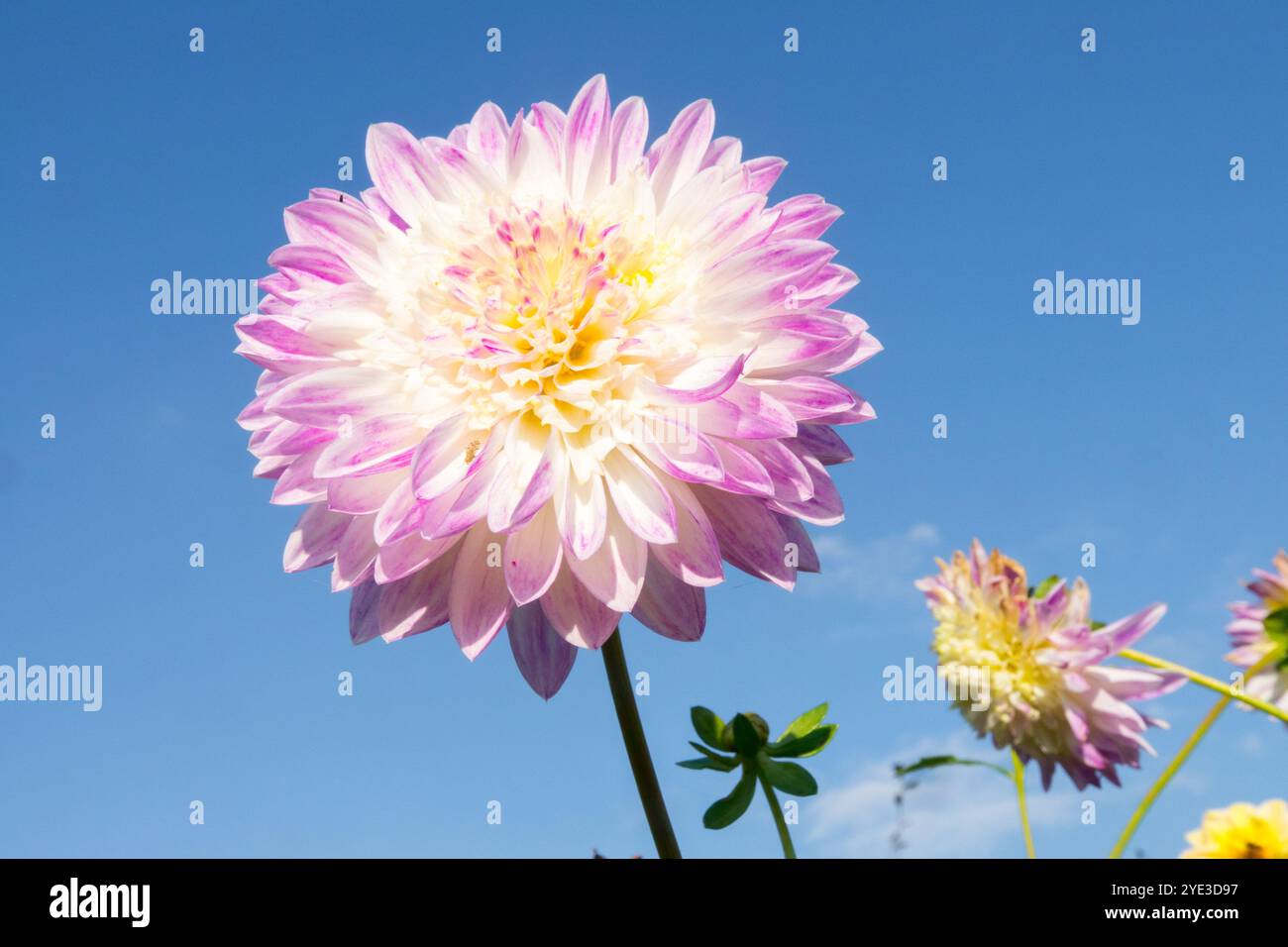 Dahlia que sera hi-res stock photography and images - Alamy