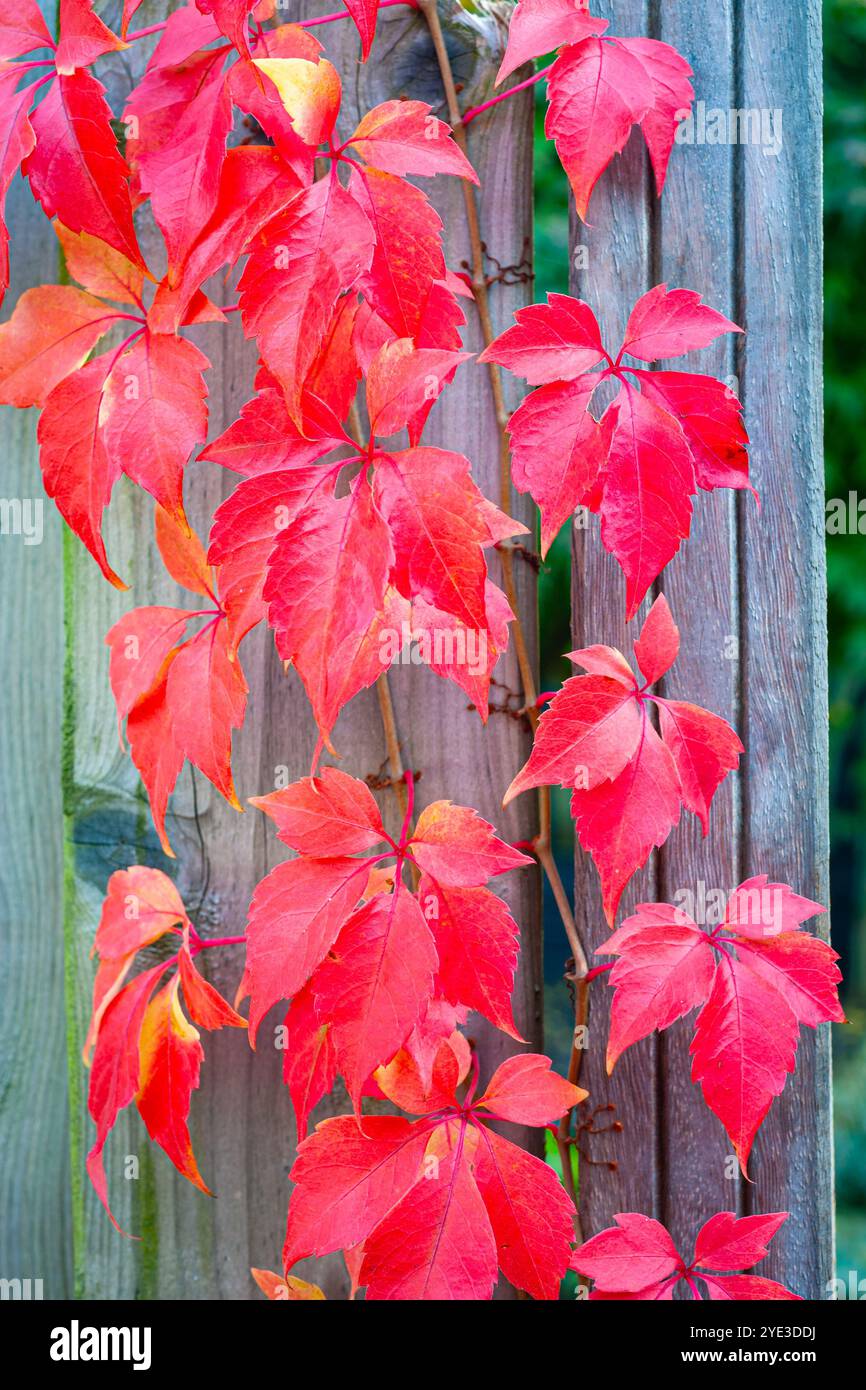 Virginia creeper growing on a wooden fence hi-res stock photography and ...