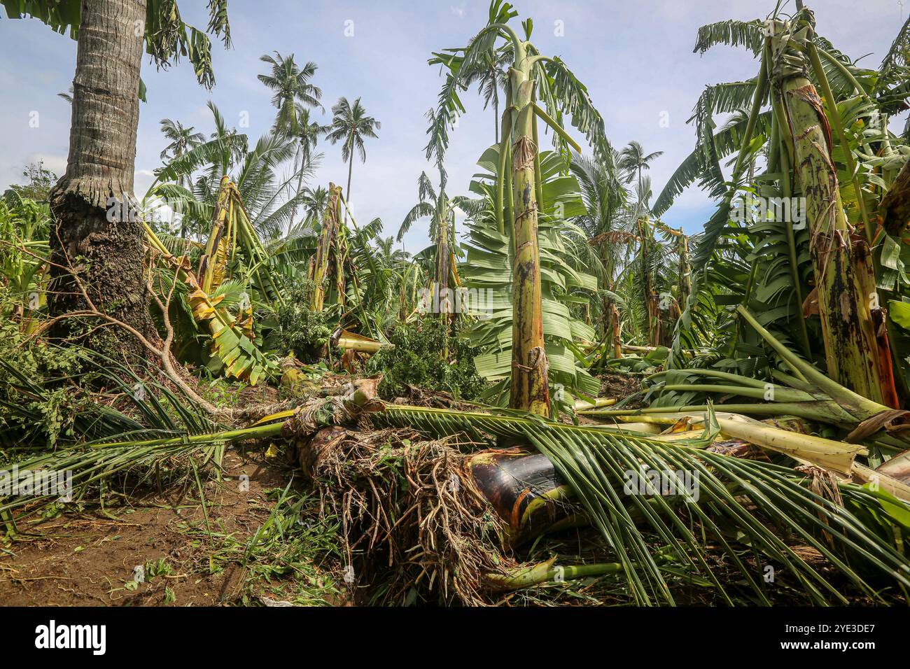 Laguna, Calabarzon, Luzon Island, Philippines.Oct 28,2024: Banana ...