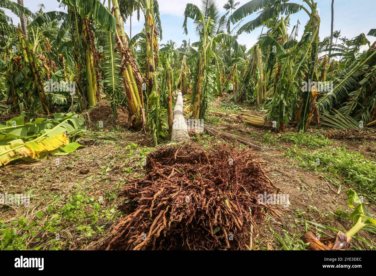 Laguna, Calabarzon, Luzon Island, Philippines.Oct 28,2024: Banana ...