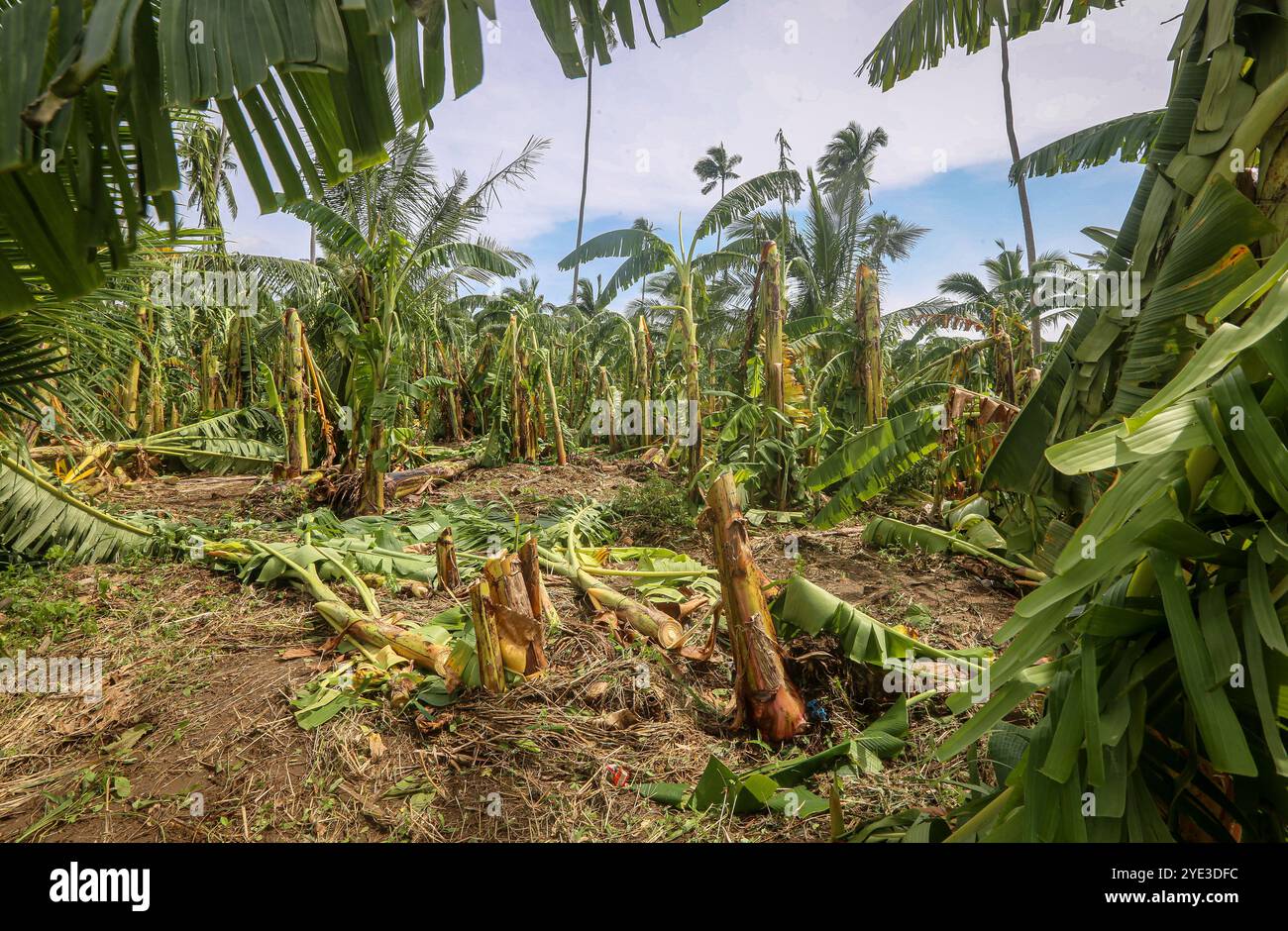 Laguna, Calabarzon, Luzon Island, Philippines.Oct 28,2024: Banana ...