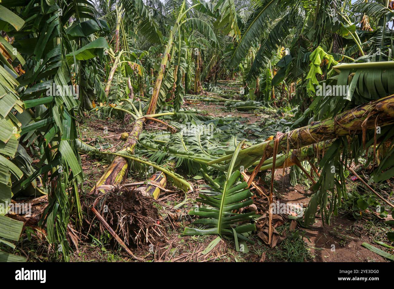 Laguna, Calabarzon, Luzon Island, Philippines.Oct 28,2024: Banana ...