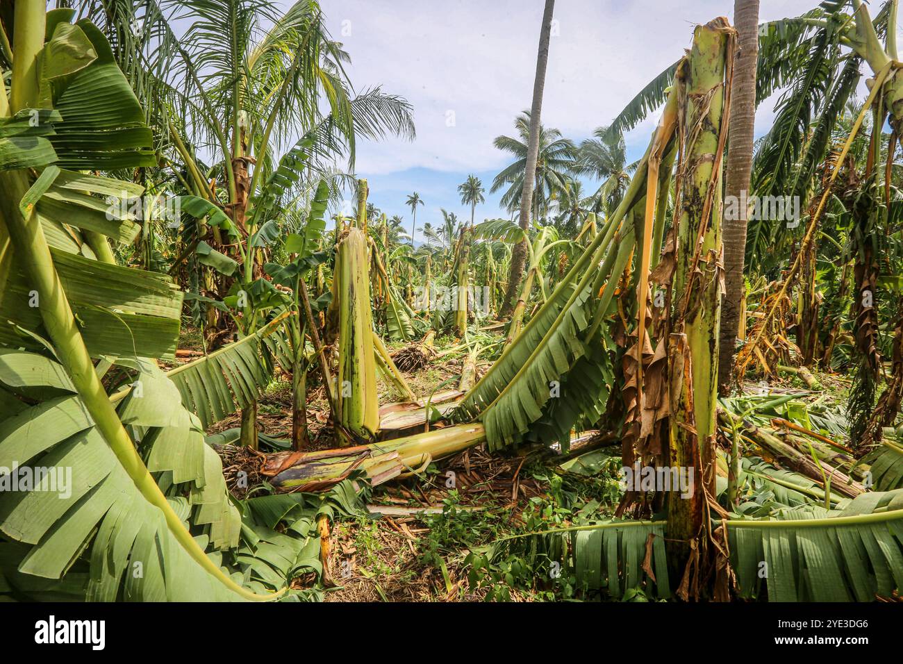 Laguna, Calabarzon, Luzon Island, Philippines.Oct 28,2024: Banana ...