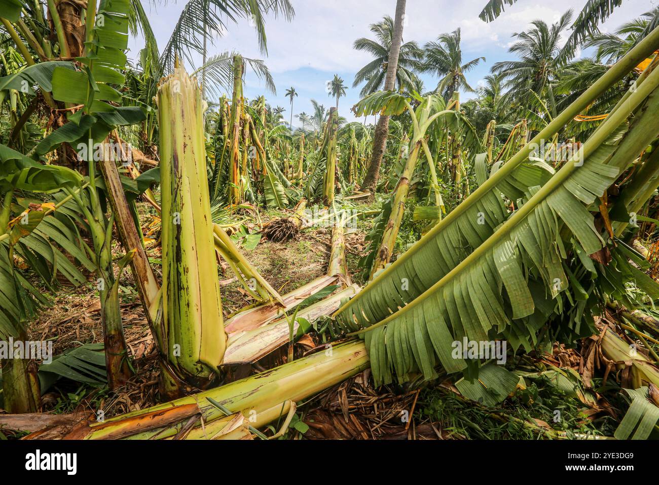 Laguna, Calabarzon, Luzon Island, Philippines.Oct 28,2024: Banana ...