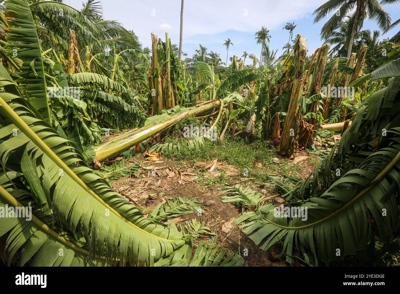 Laguna, Calabarzon, Luzon Island, Philippines.Oct 25,2024: Banana & coconut forest ravaged by ...
