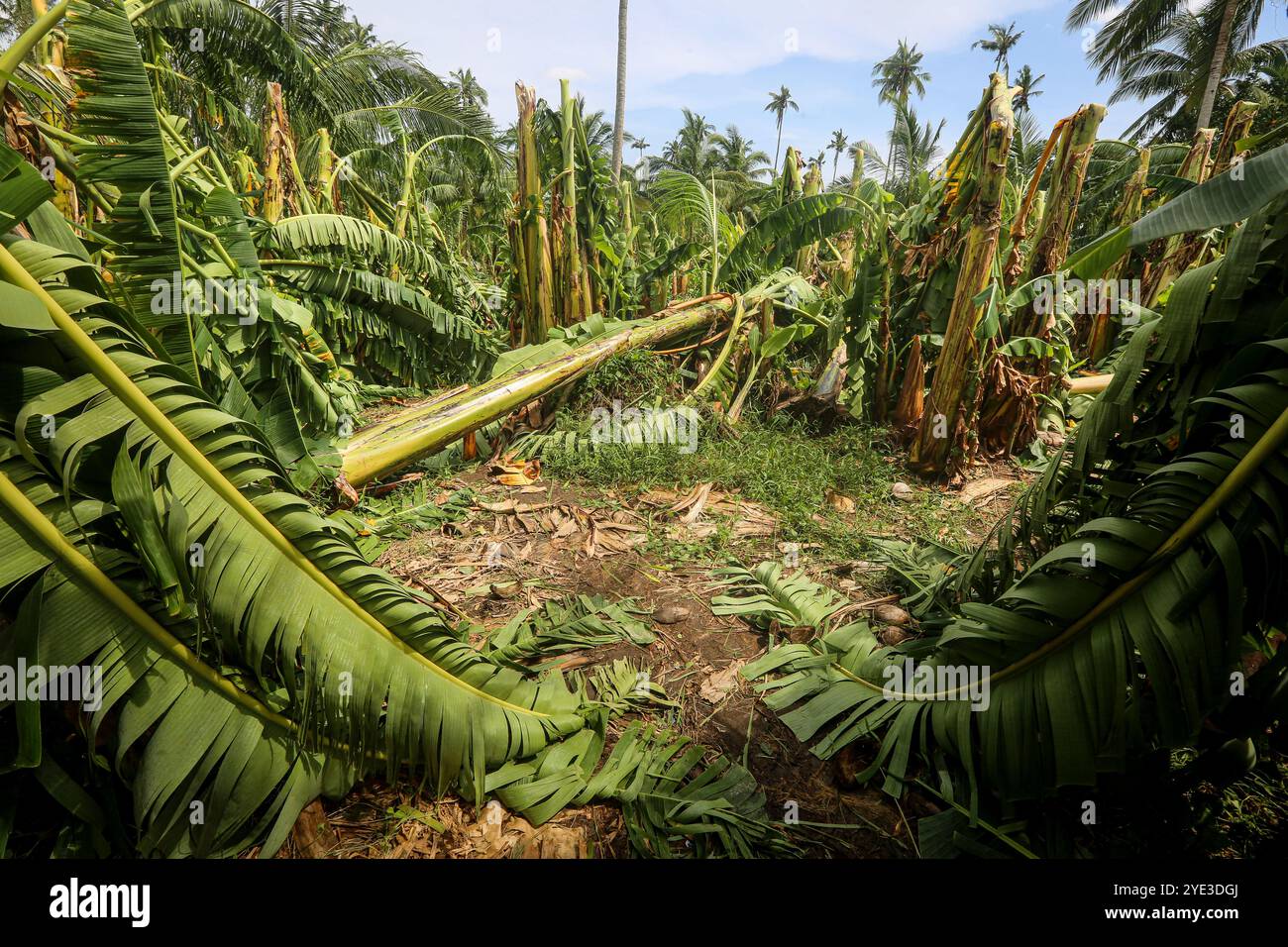 Laguna, Calabarzon, Luzon Island, Philippines.Oct 25,2024: Banana ...