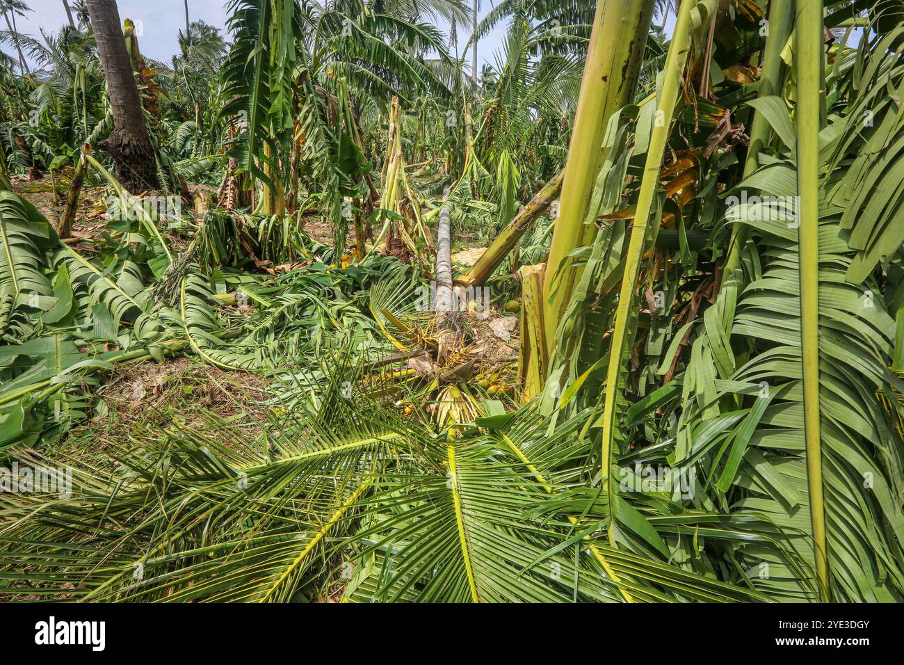 Laguna, Calabarzon, Luzon Island, Philippines.Oct 25,2024: Banana ...
