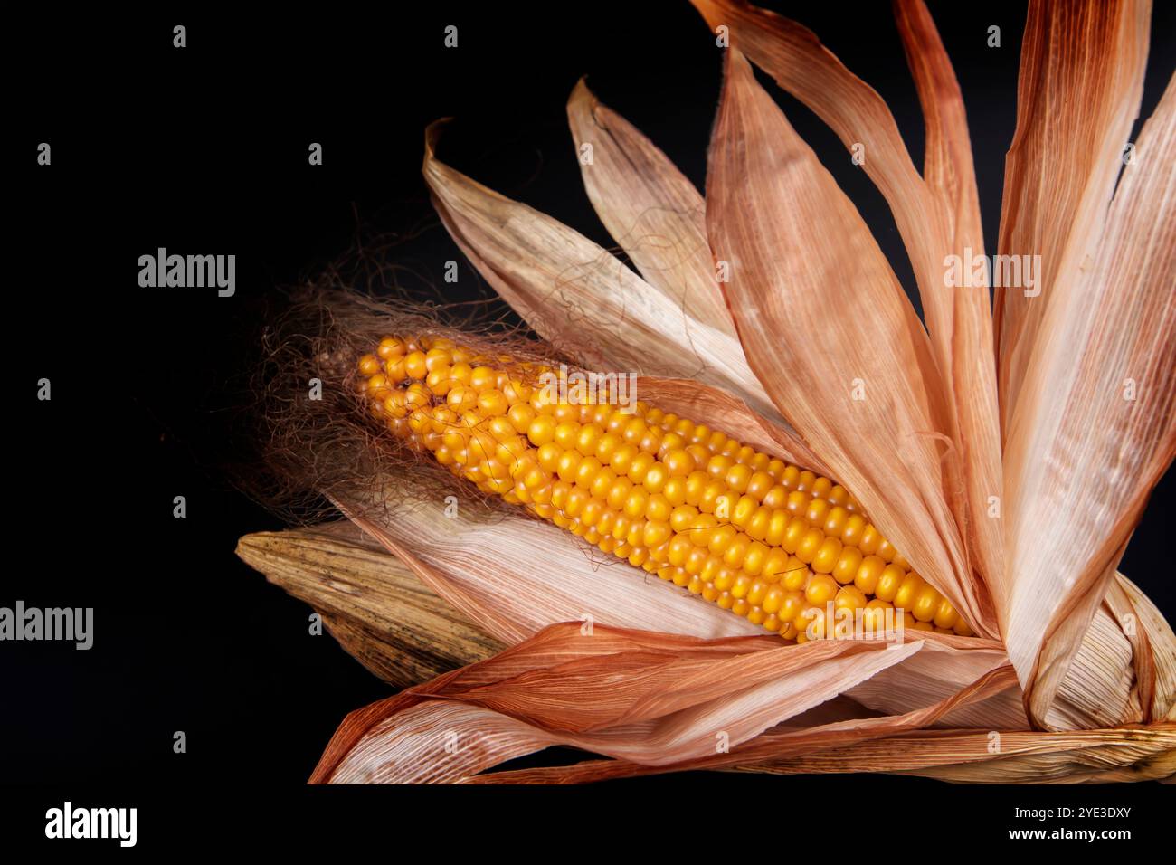 A withered corn cob with withered leaves on a black background Stock ...